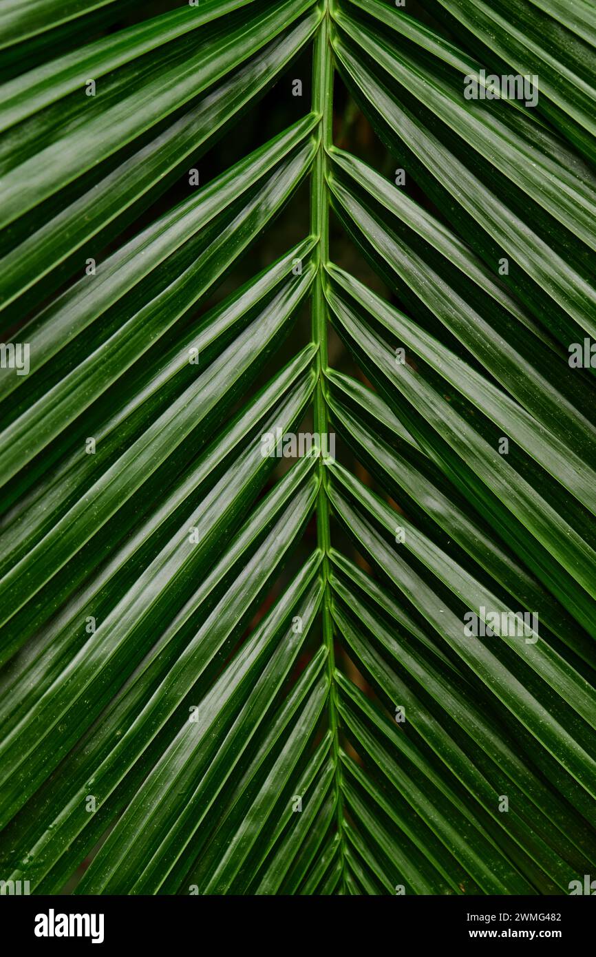 Talipot palm corypha umbraculifera hi-res stock photography and images ...