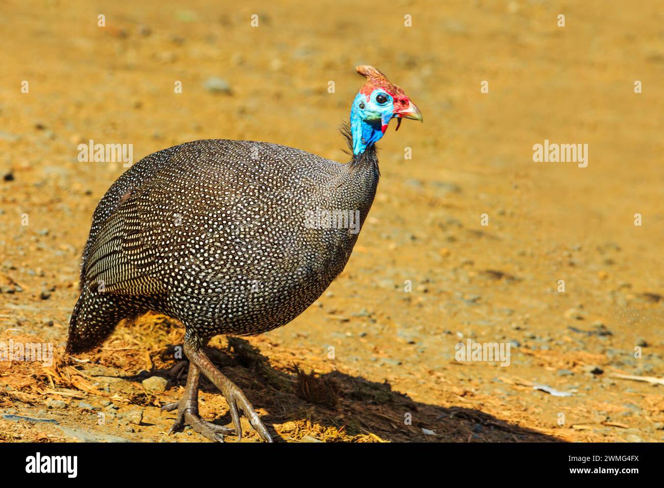 Guineafowl on the ground in Kruger National Park, South Africa. Pet ...