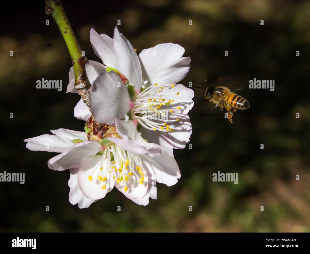 A Honey bee, Apis mellifera, flying to the white blossoms of an almond ...