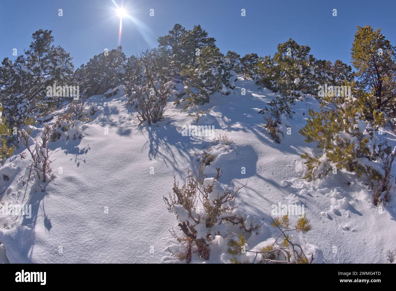 Snowy Hillside of Pipe Creek Canyon at Grand Canyon Arizona Stock Photo ...