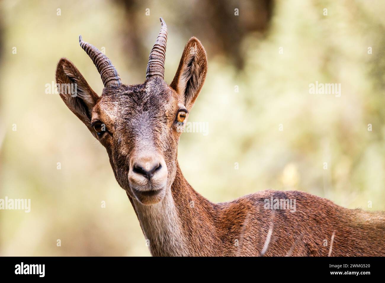 Close up mountain goat hi-res stock photography and images - Alamy