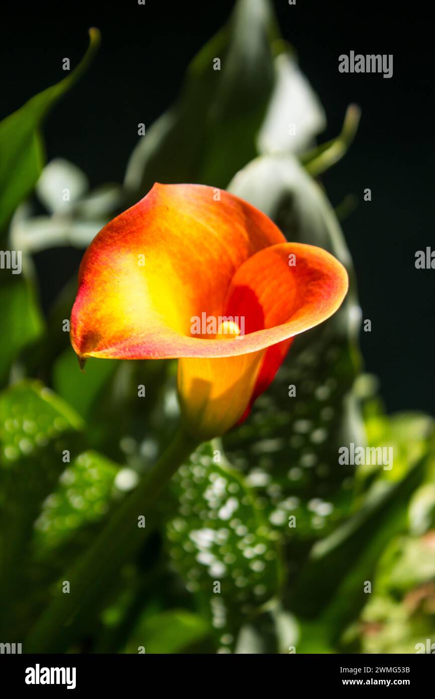 A beautiful orange coloured dwarf Calla lily Stock Photo - Alamy
