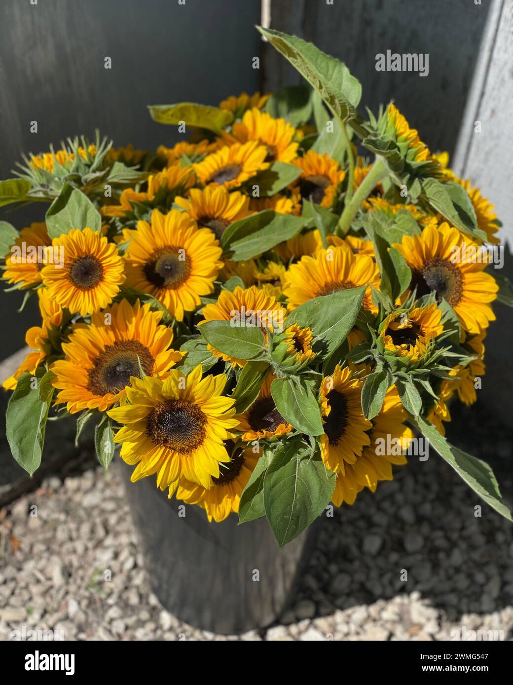 Bucket of sunflowers just harvested from a flower farm Stock Photo - Alamy