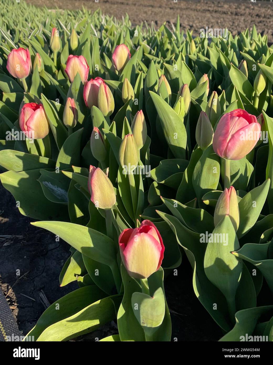 Golden hour over a tulip field Stock Photo - Alamy