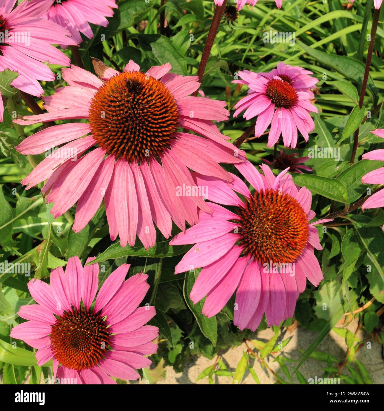 Echinacea Purple Cone Flower Explosion Stock Photo - Alamy