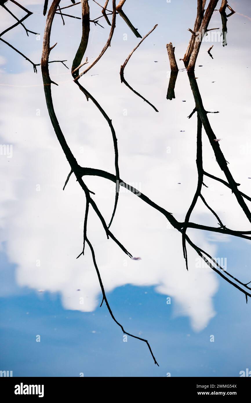 Dead tree branches reflected in the Ruidera Lagoons Stock Photo - Alamy