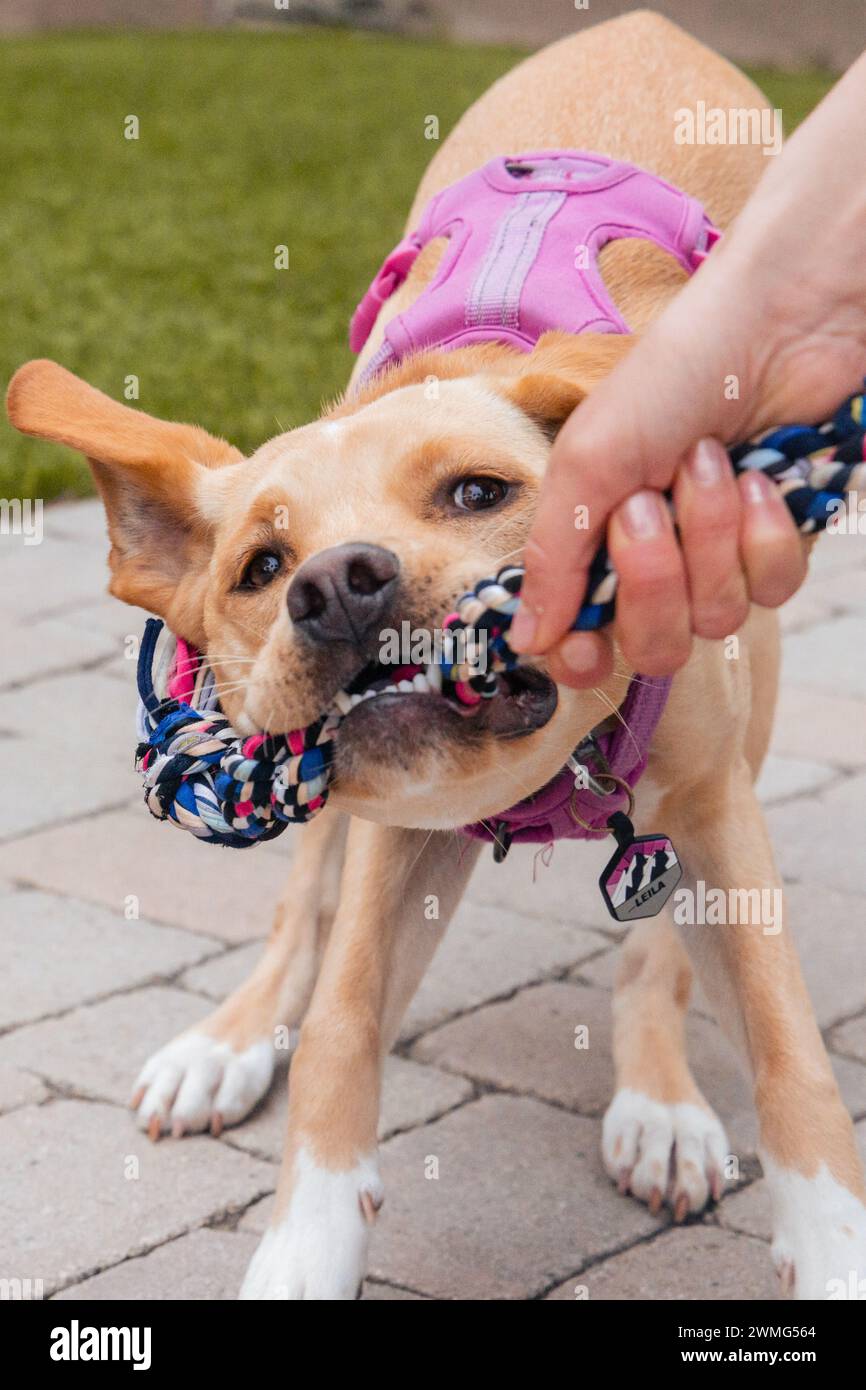 Lab mix dog playing tug-o-war with human Stock Photo - Alamy