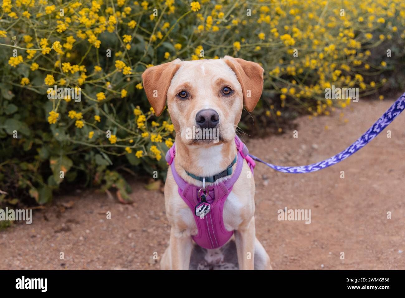 Cute lab mix puppy standing next to wild flowers Stock Photo - Alamy