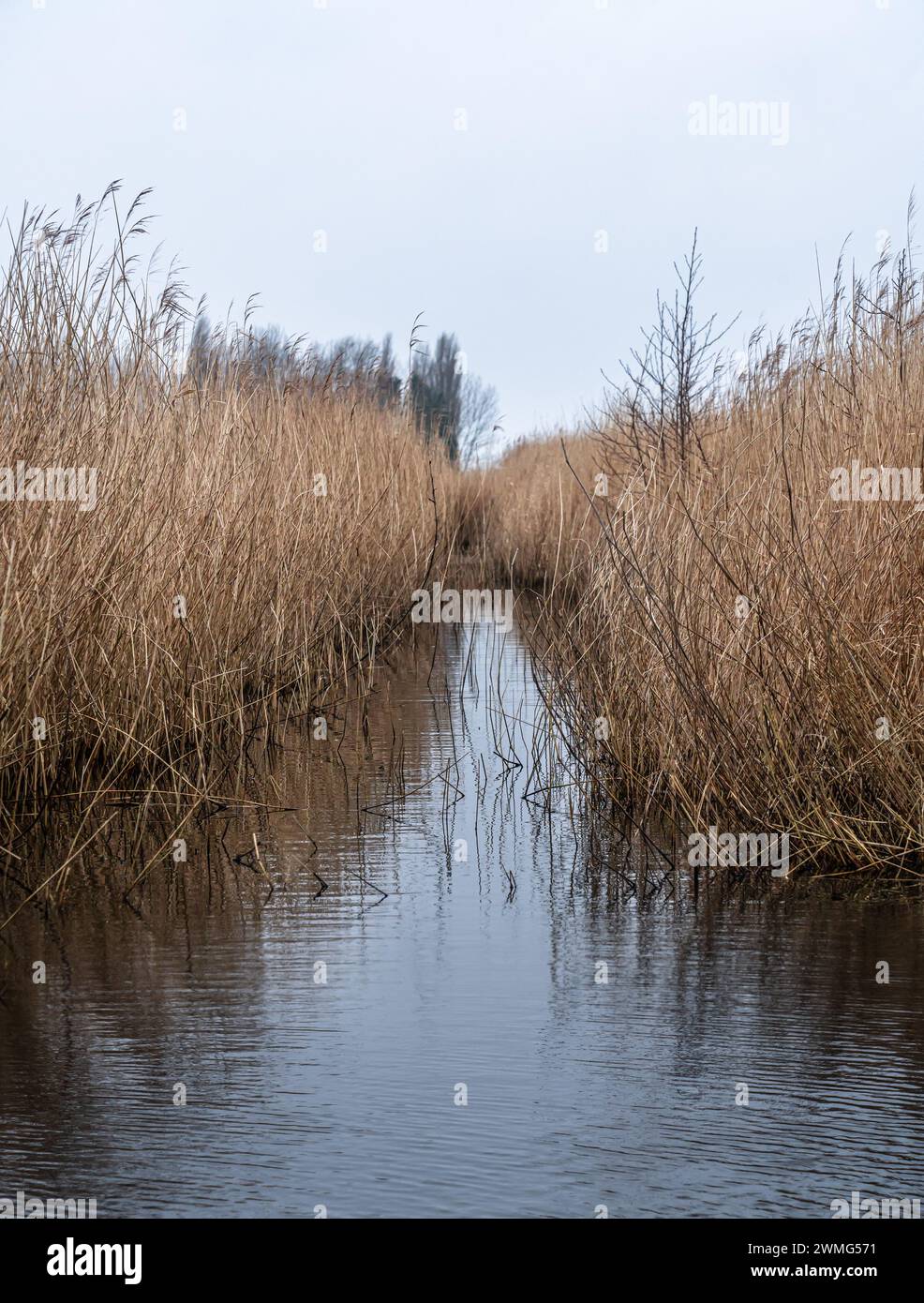 Tranquil water ditch meanders through the dense tall reed landscape in ...