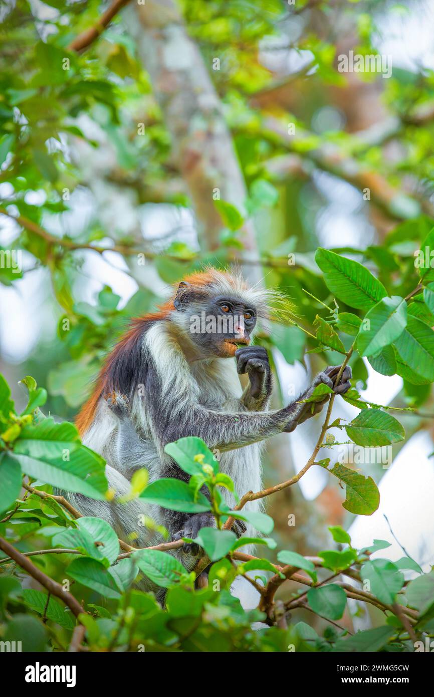 The endangered Zanzibar red colobus monkey Stock Photo - Alamy