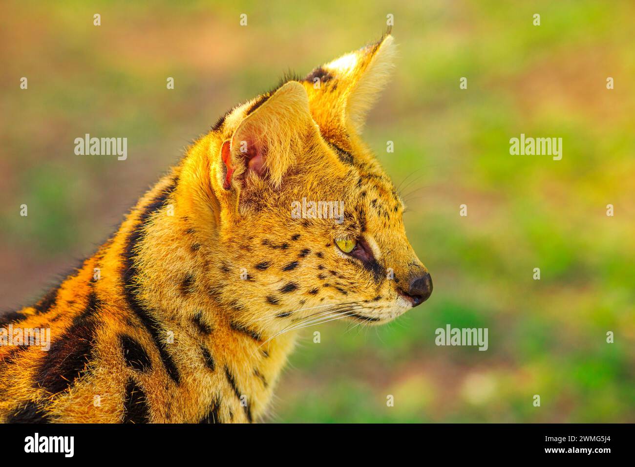 Portrait of wild cat Serval in natural habitat with blurred background ...