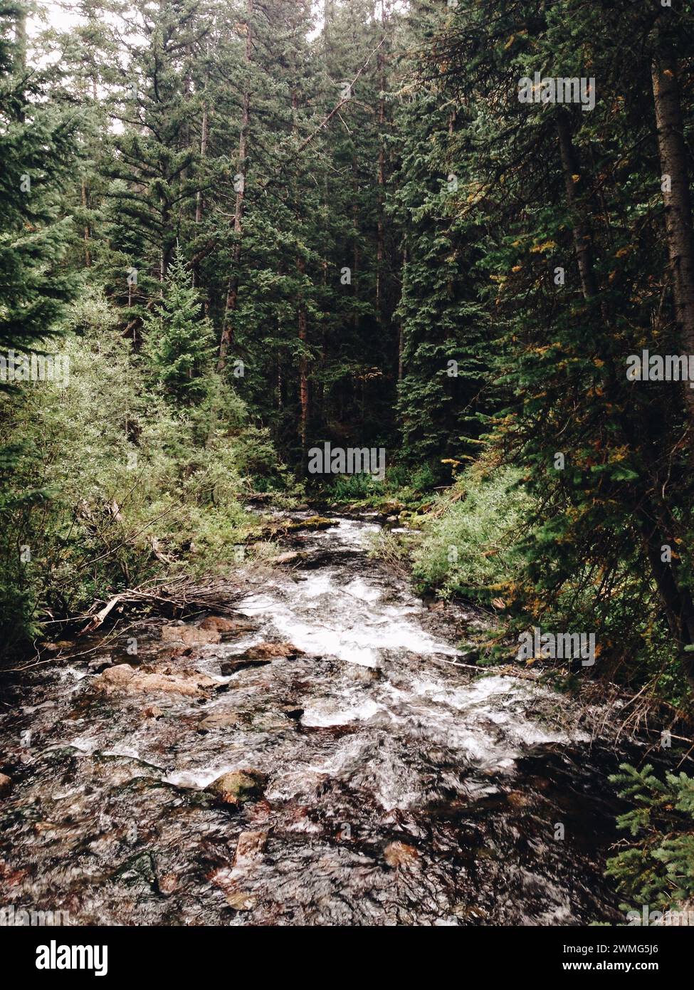 Middle mountain wild forest hi-res stock photography and images - Alamy
