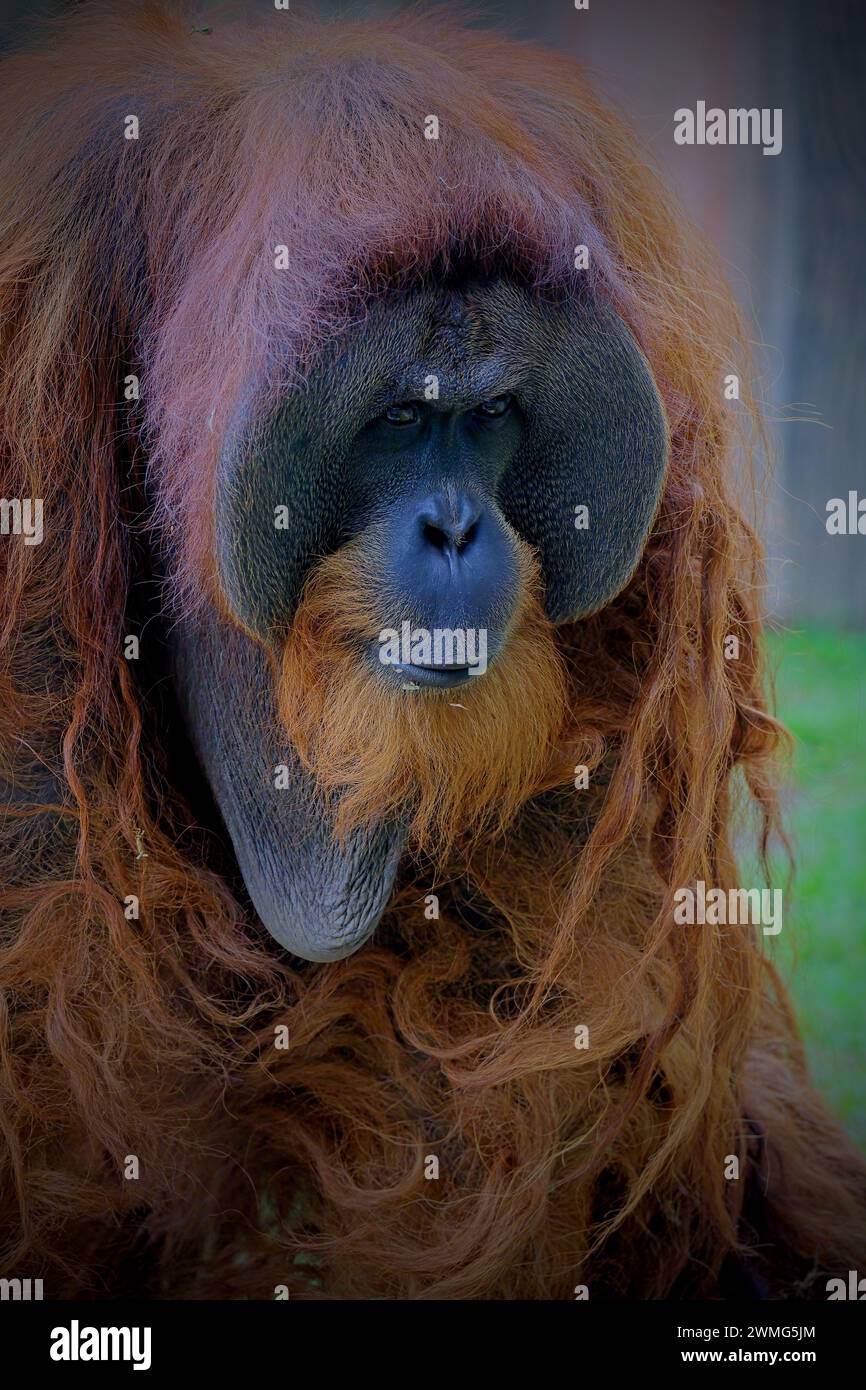 Portrait of Bornean Orangutan Pongo Pygmaeus Stock Photo - Alamy