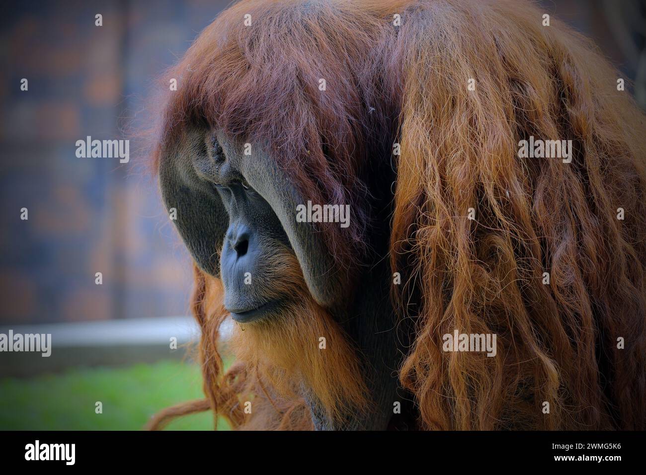 Portrait of Bornean Orangutan Pongo Pygmaeus Stock Photo - Alamy