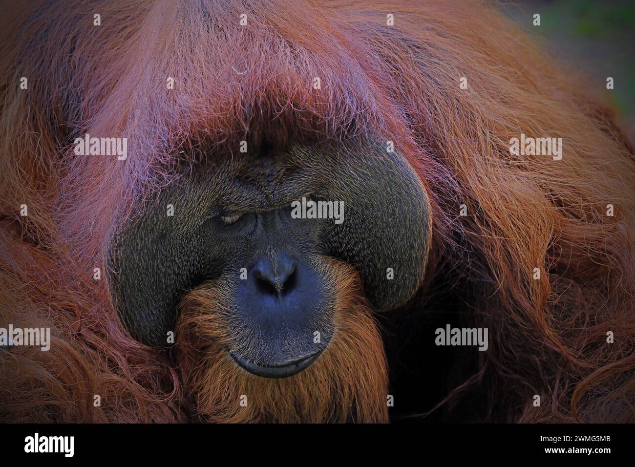 Portrait of Bornean Orangutan Pongo Pygmaeus Stock Photo - Alamy