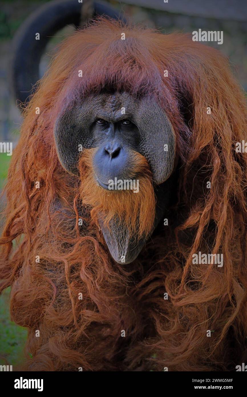 Portrait of Bornean Orangutan Pongo Pygmaeus Stock Photo - Alamy
