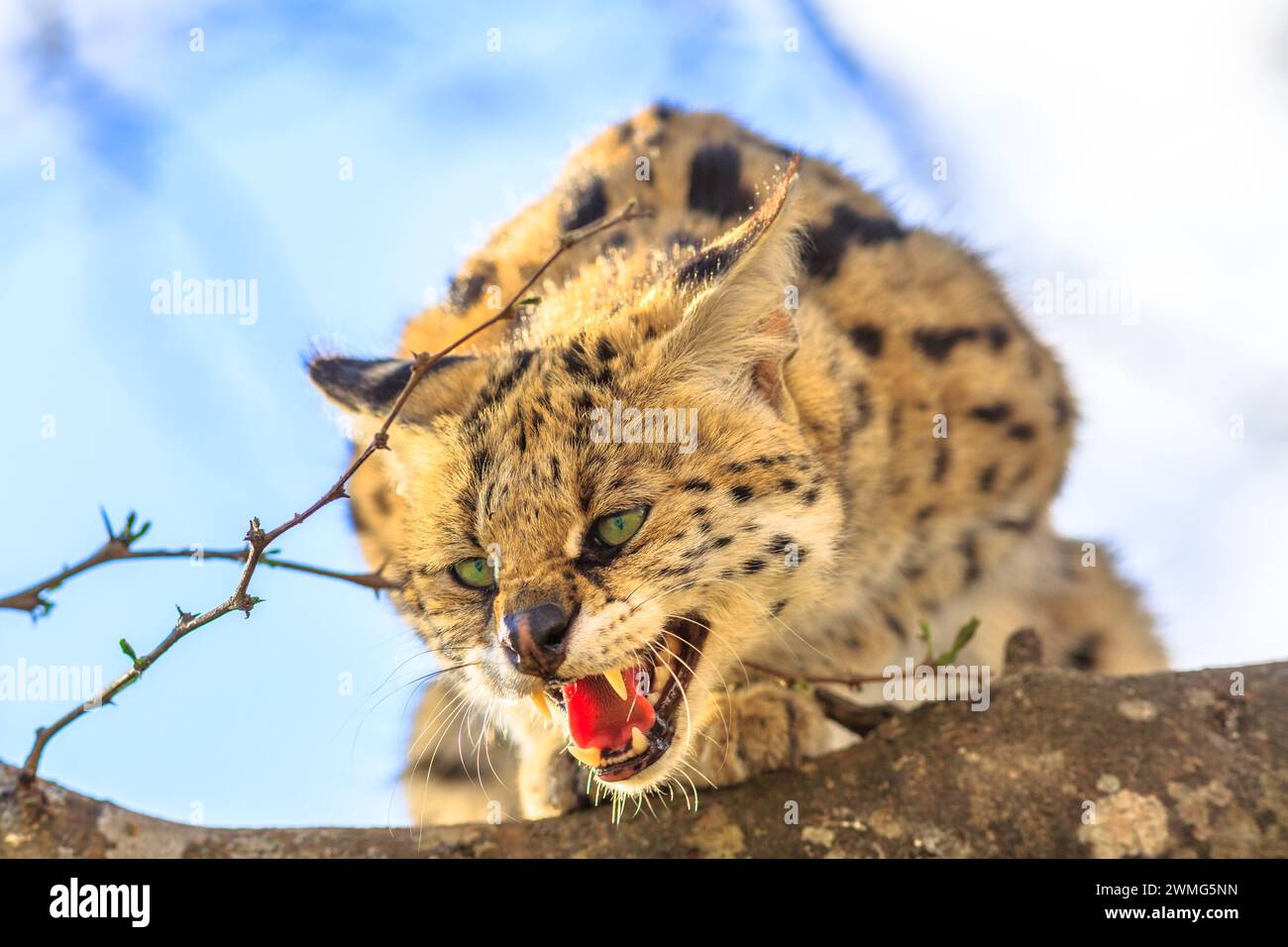 Angry Serval,Leptailurus serval, on a tree in nature habitat. The ...