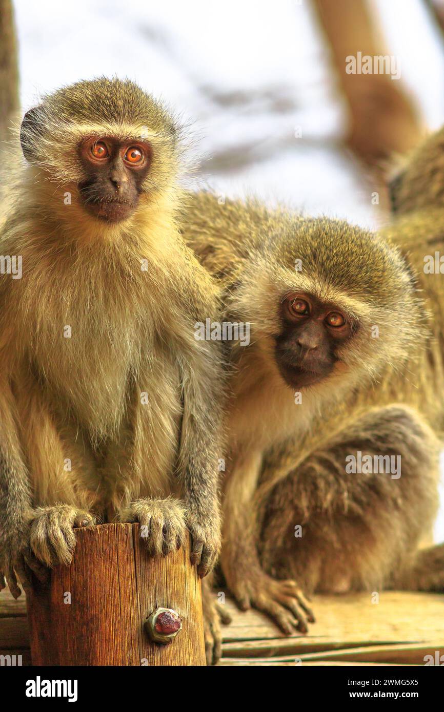 Two cute Vervet Monkeys, Chlorocebus pygerythrus, a monkey of the ...