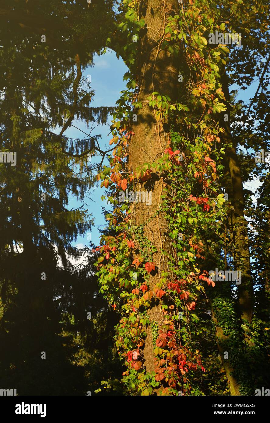 The trunk of the old tree is woven with a flowering ivy, which changes ...