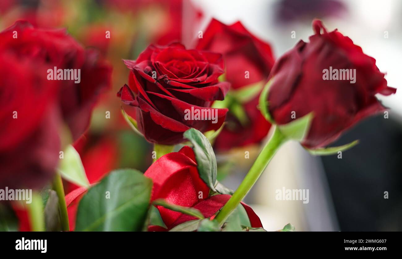 Bunch of red roses hi-res stock photography and images - Alamy