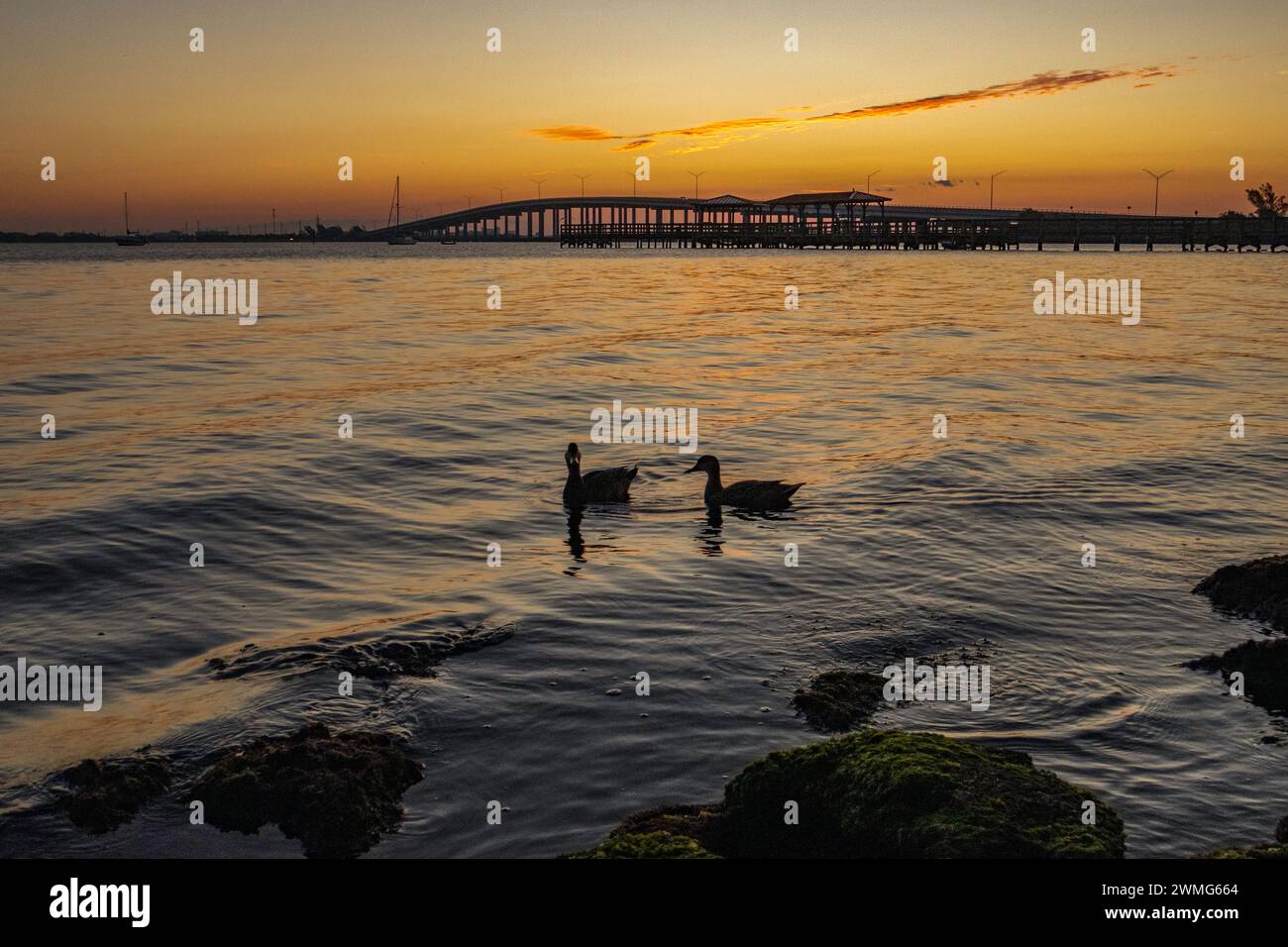 Birds early hi-res stock photography and images - Alamy