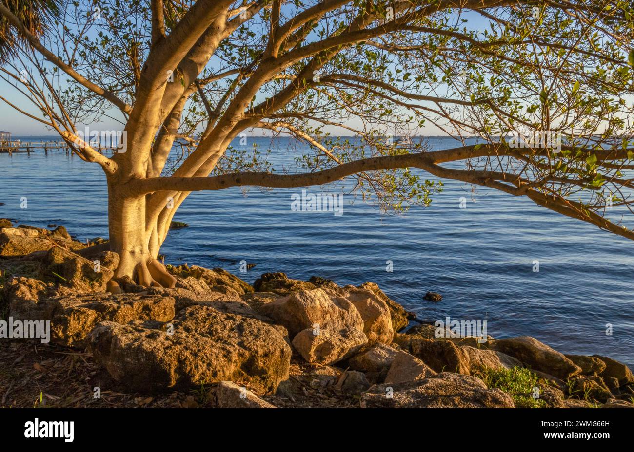Relocate tree hi-res stock photography and images - Alamy