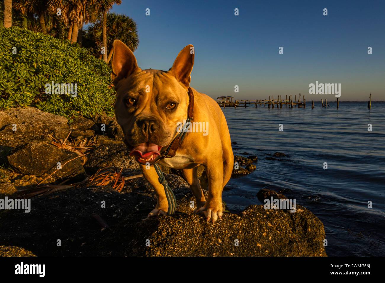 Friendly bully hi-res stock photography and images - Alamy