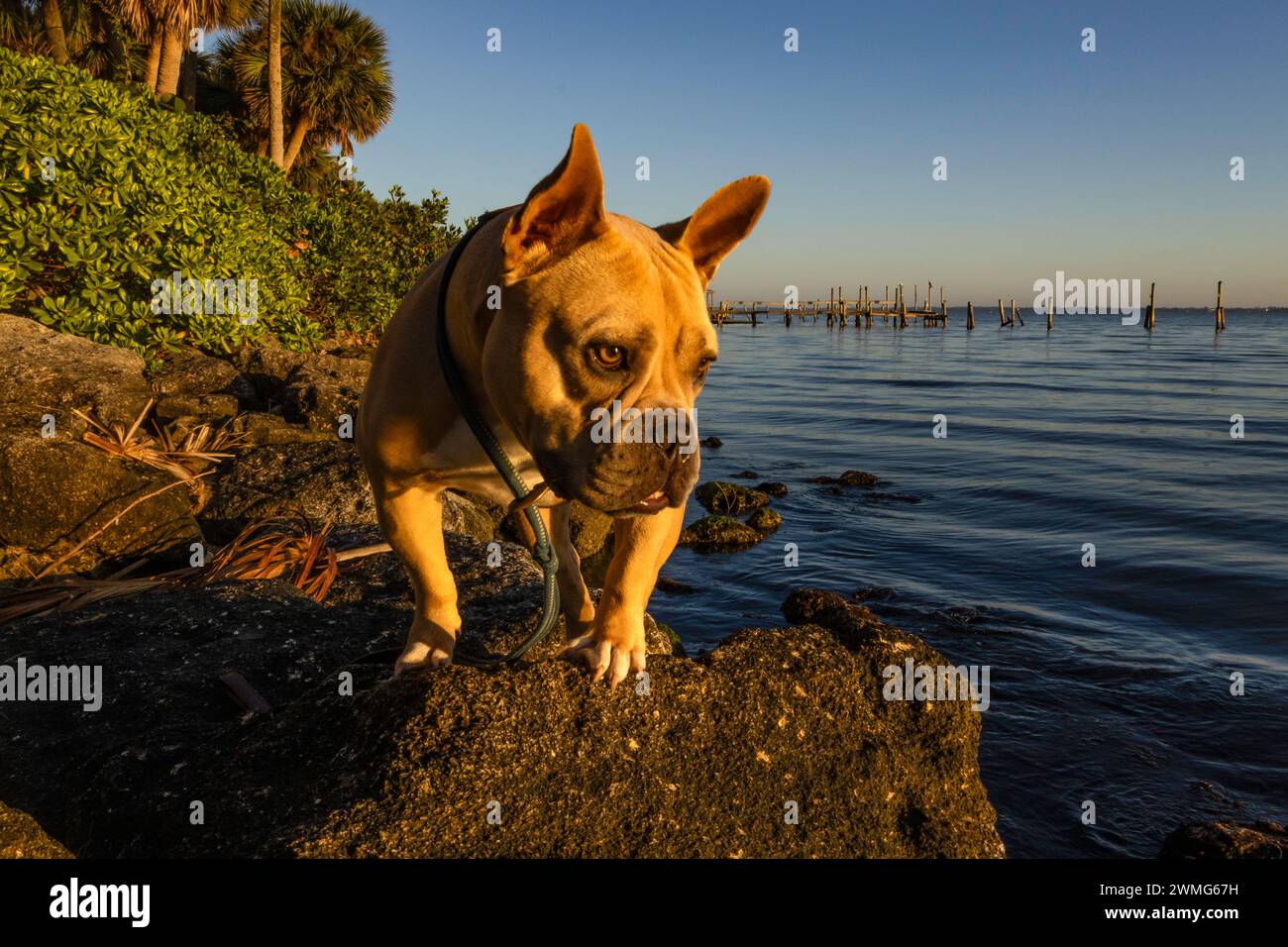 Indian bully hi-res stock photography and images - Alamy