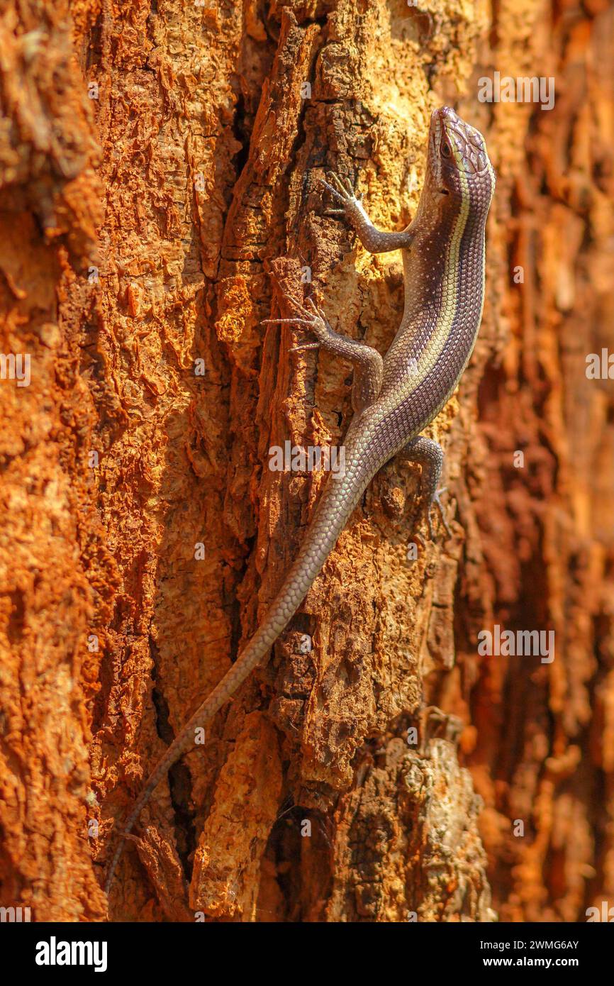 African striped skink lizard, Trachylepis striata, African lizard with ...