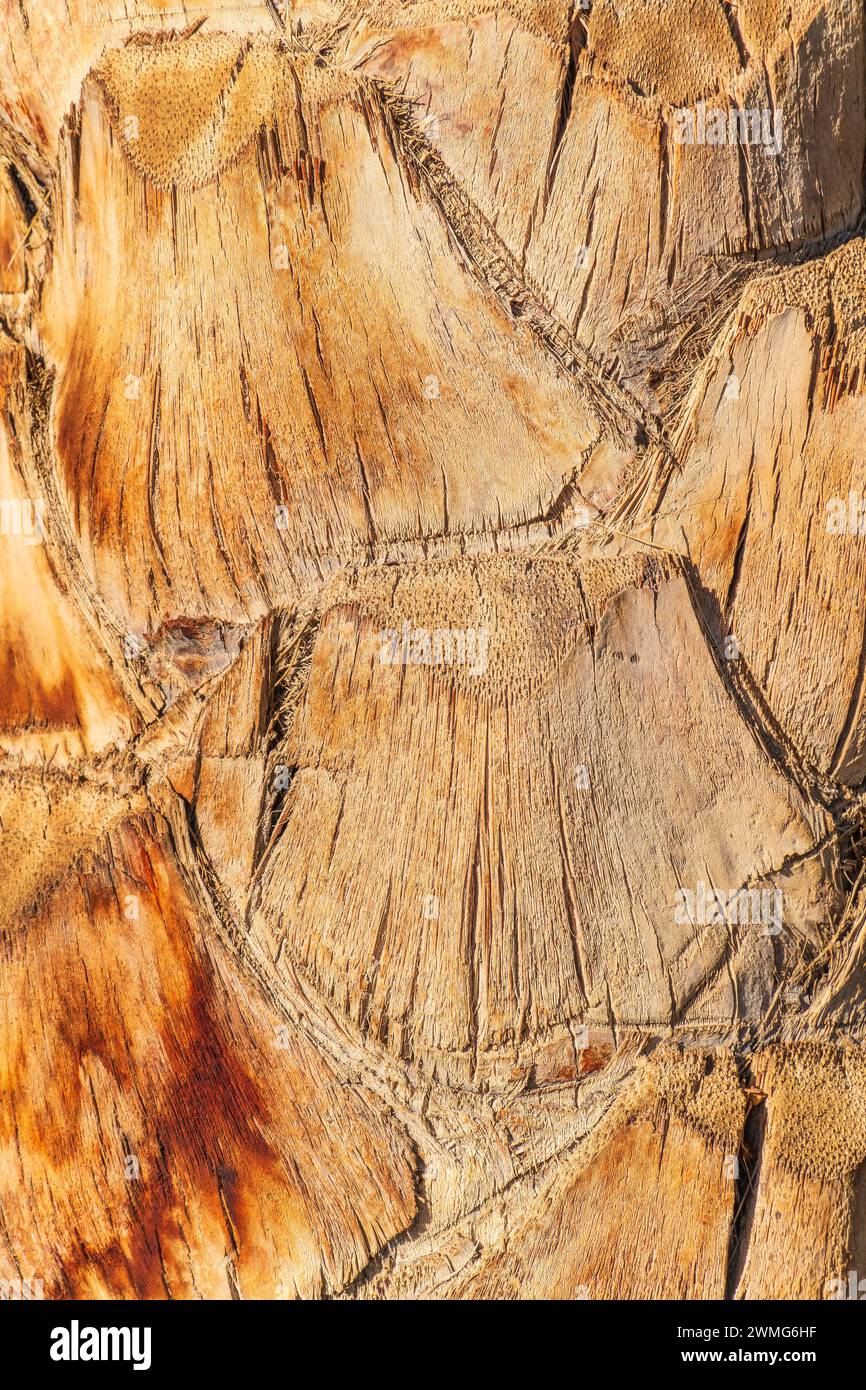 Palm tree bark tropical texture. Cracked wood texture background ...