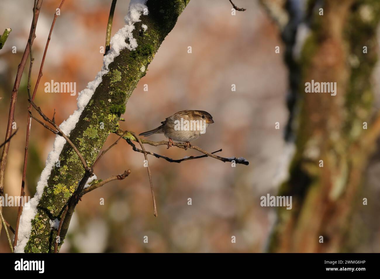 Moineau hi-res stock photography and images - Alamy