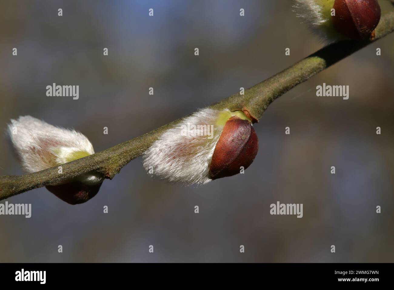 Saule marsault (Salix caprea) Salix caprea with its catkins Stock Photo ...