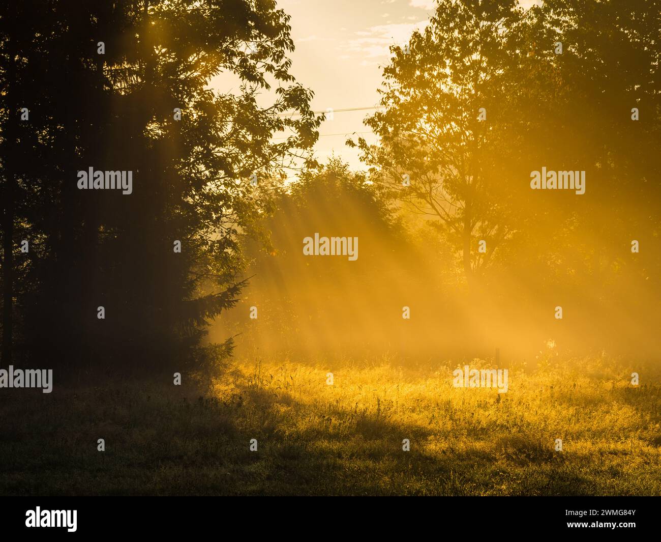 The early morning sun casts a warm golden glow through the mist among ...