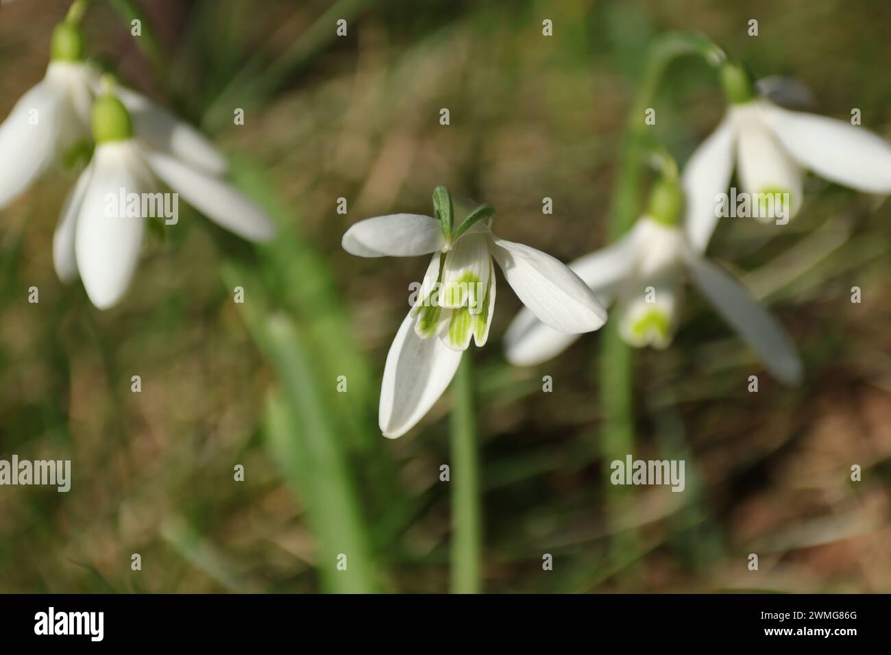 Perce-neige (Galanthus nivalis) Galanthus nivalis in flower Stock Photo ...