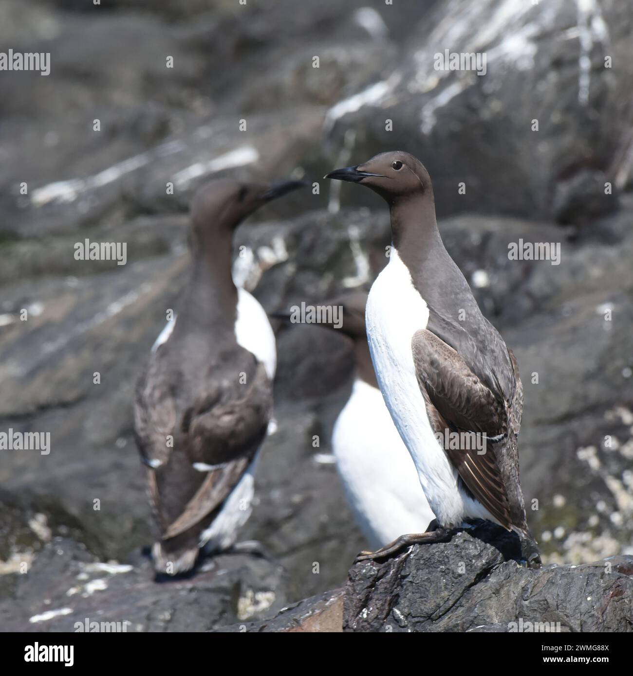 Common murre nest hi-res stock photography and images - Alamy