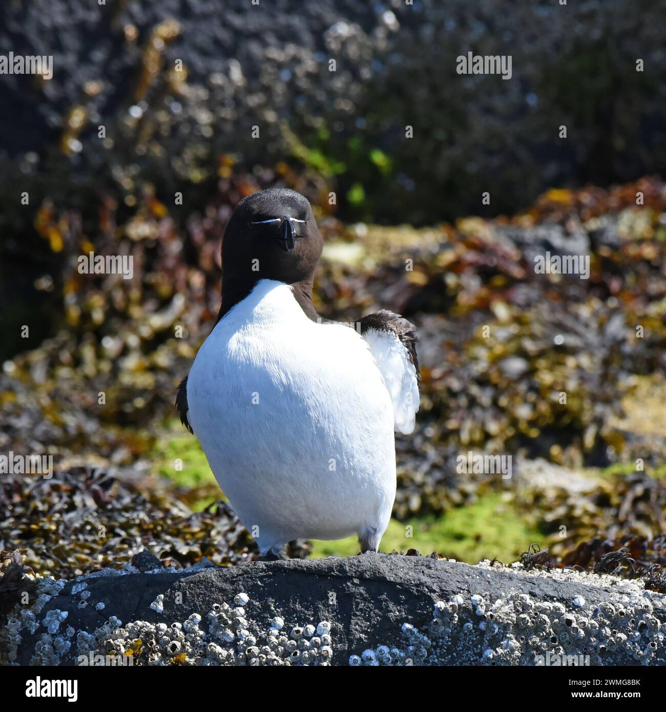 Razorbill in its environment hi-res stock photography and images - Alamy