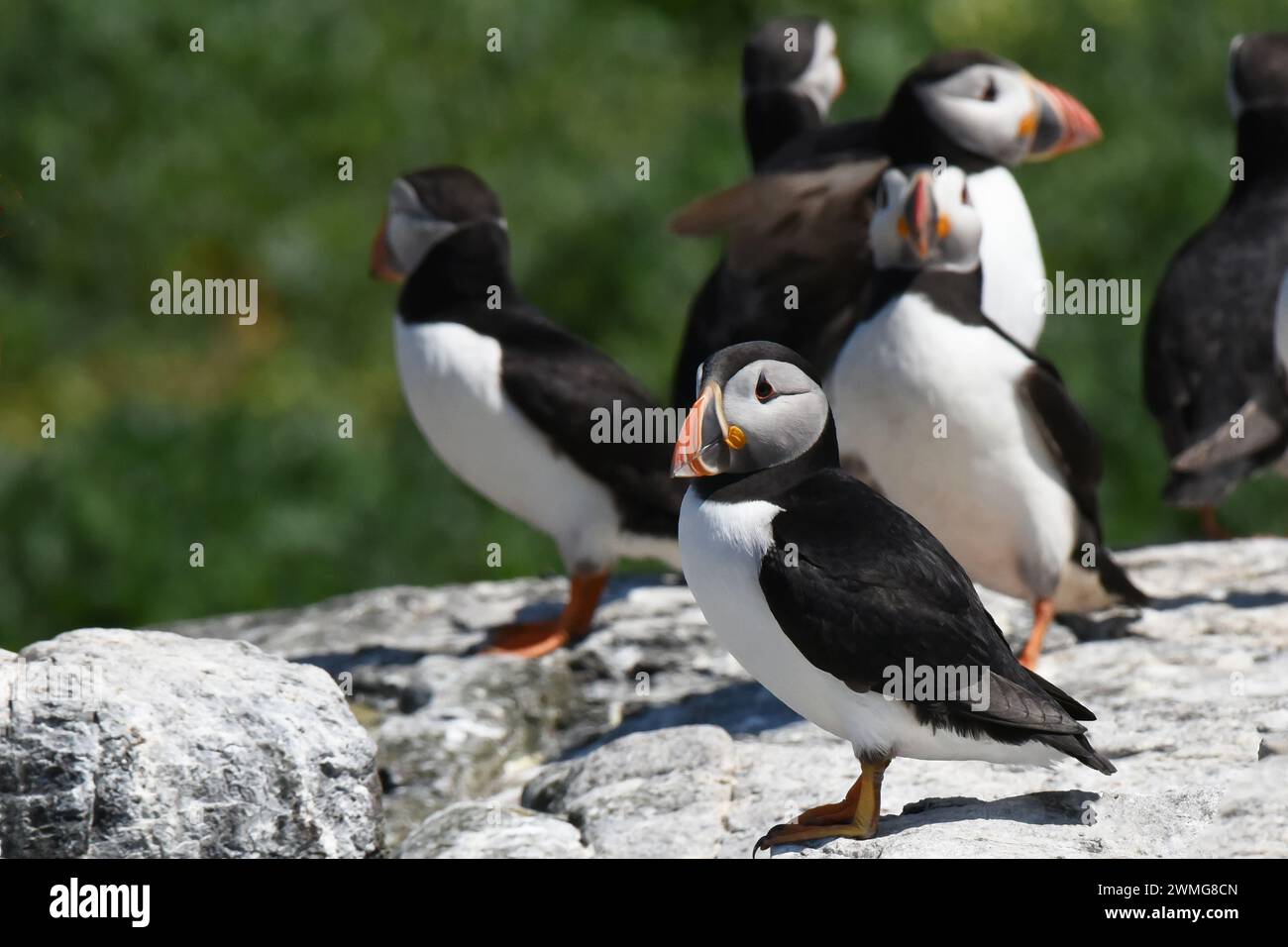 Group of Atlantic Puffins (Fratercula arctica) resting on cliff top ...