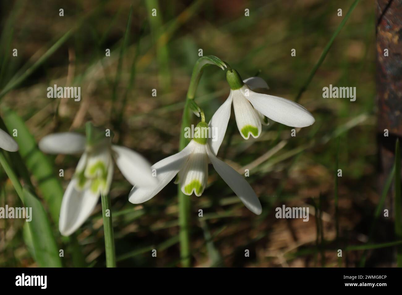 Perce-neige (Galanthus nivalis) Galanthus nivalis in flower Stock Photo ...