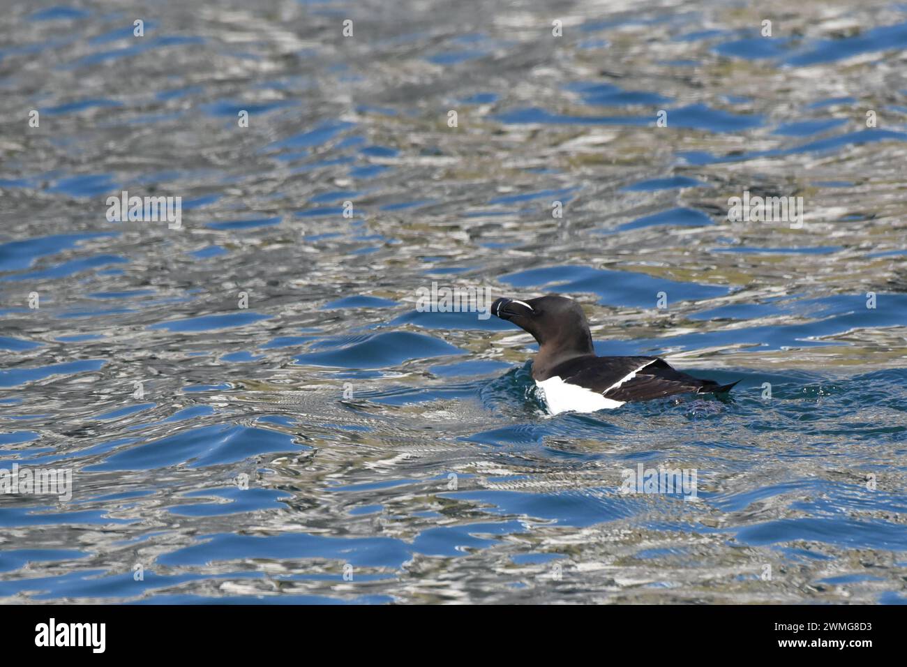 Puffin floating hi-res stock photography and images - Alamy