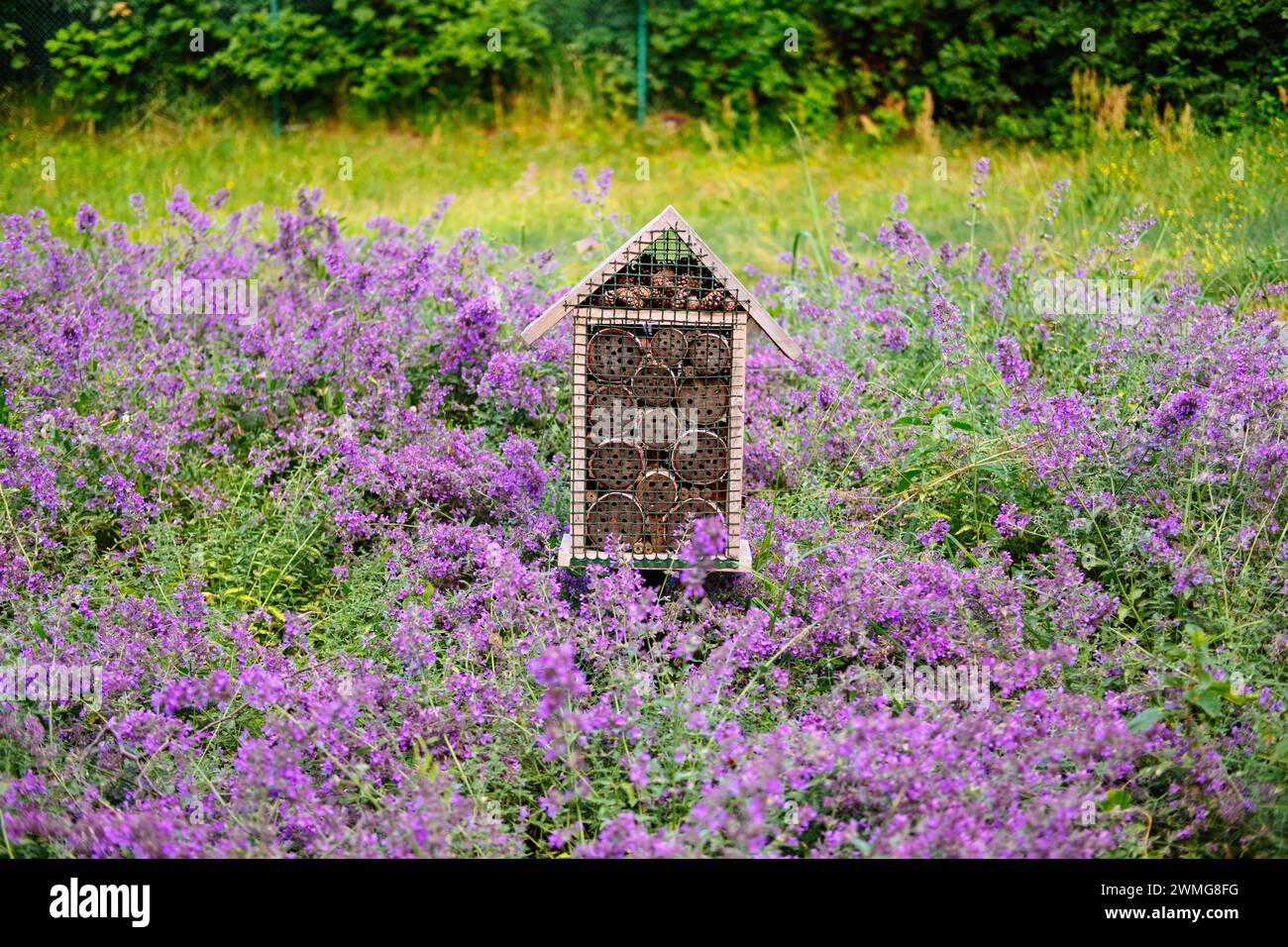 bees house in urban space with flowers around Stock Photo - Alamy