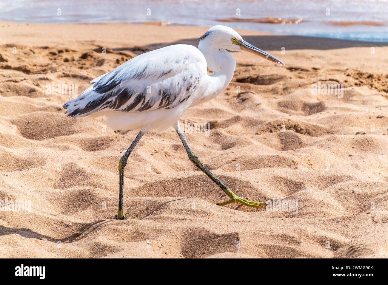 White Western Reef Heron (Egretta gularis) at Sharm el-Sheikh beach, A ...