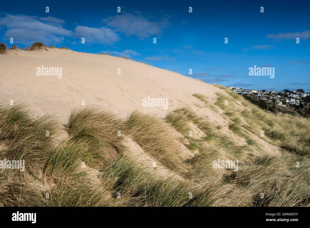 Marram Grass Ammophila growing and stabilising stabilizing the delicate ...