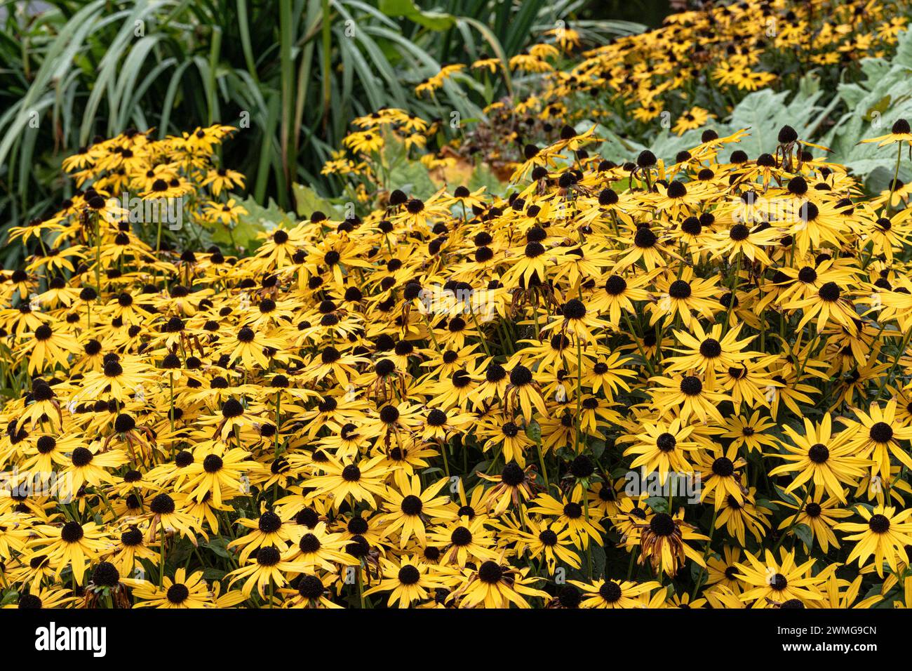 Rudbeckia growing in a garden in Newquay in Cornwall in the UK Stock ...