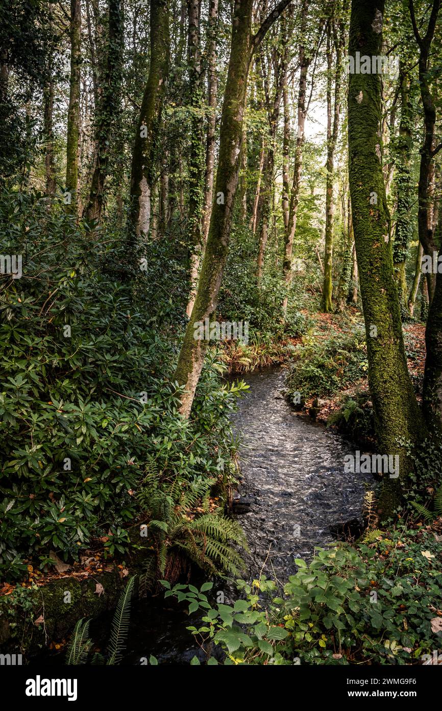 The Tehidy Stream flowing through Tehidy Woods in Cornwall in the UK ...