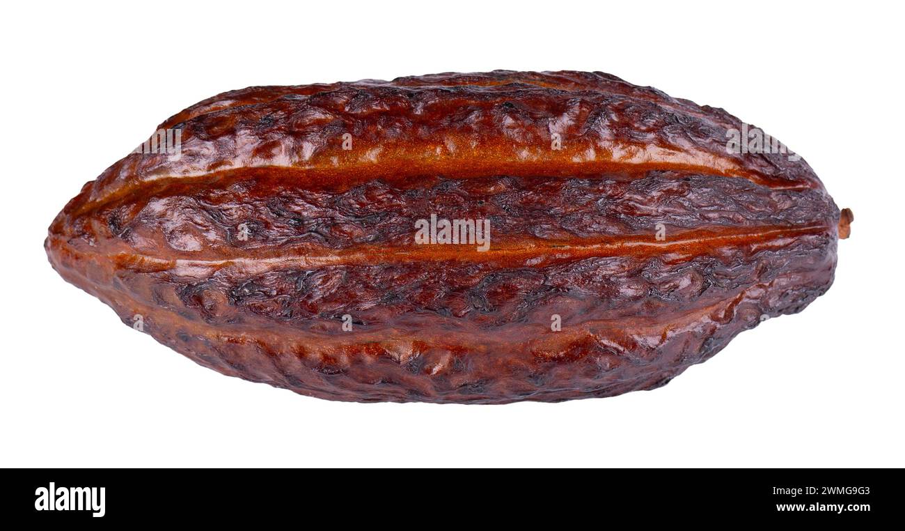 Fresh cocoa fruits isolated on white background. Dark red cocoa pods ...