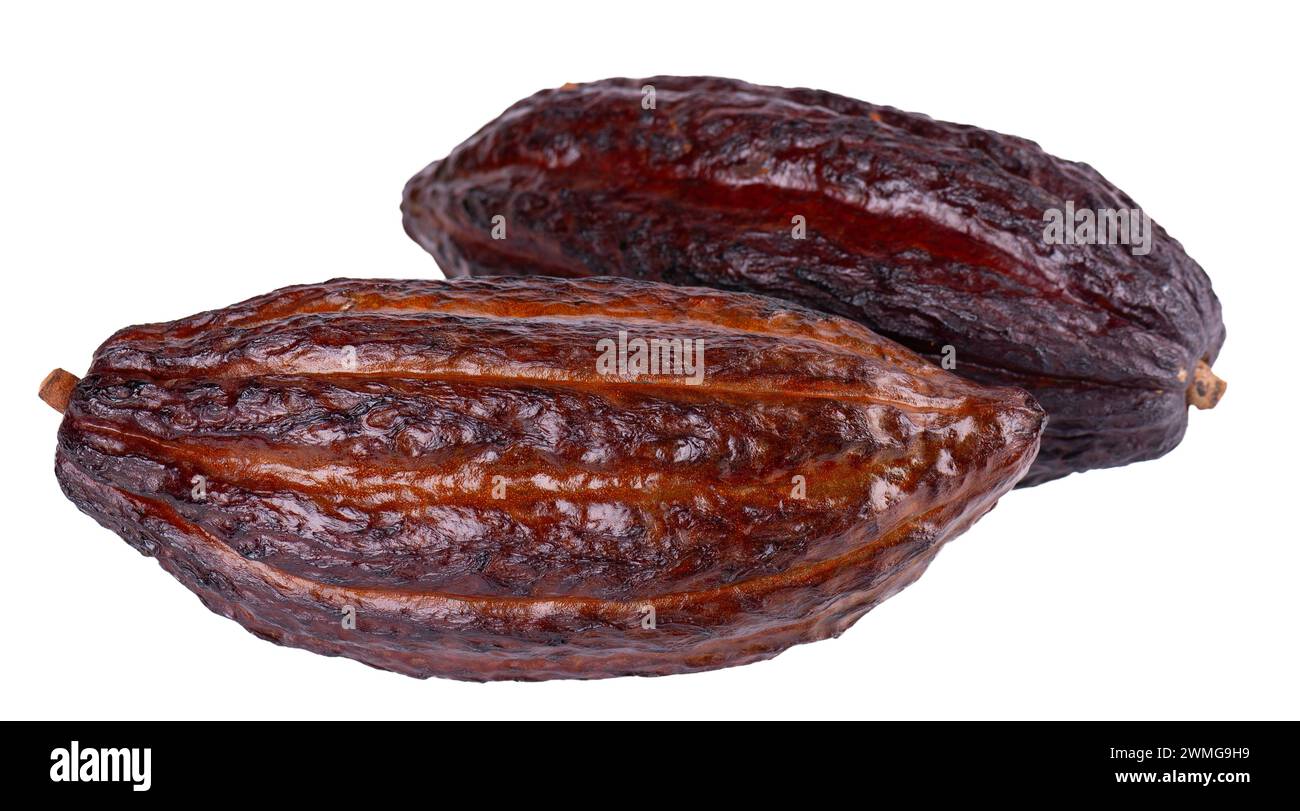 Fresh cocoa fruits isolated on white background. Dark red cocoa pods ...