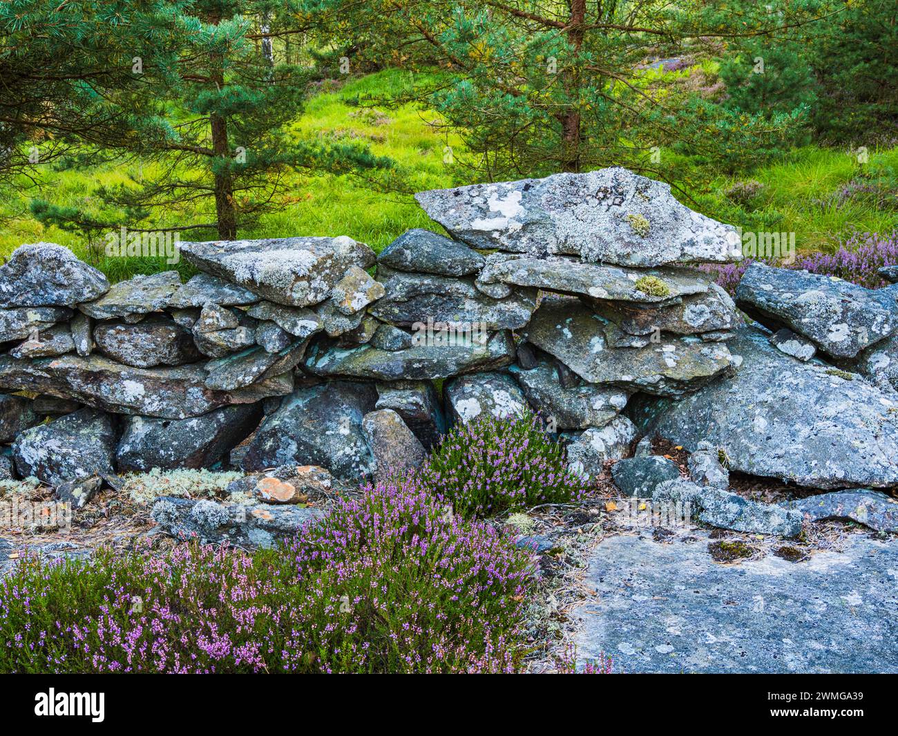 A rustic stone wall, built from unevenly shaped rocks, stands amidst a ...