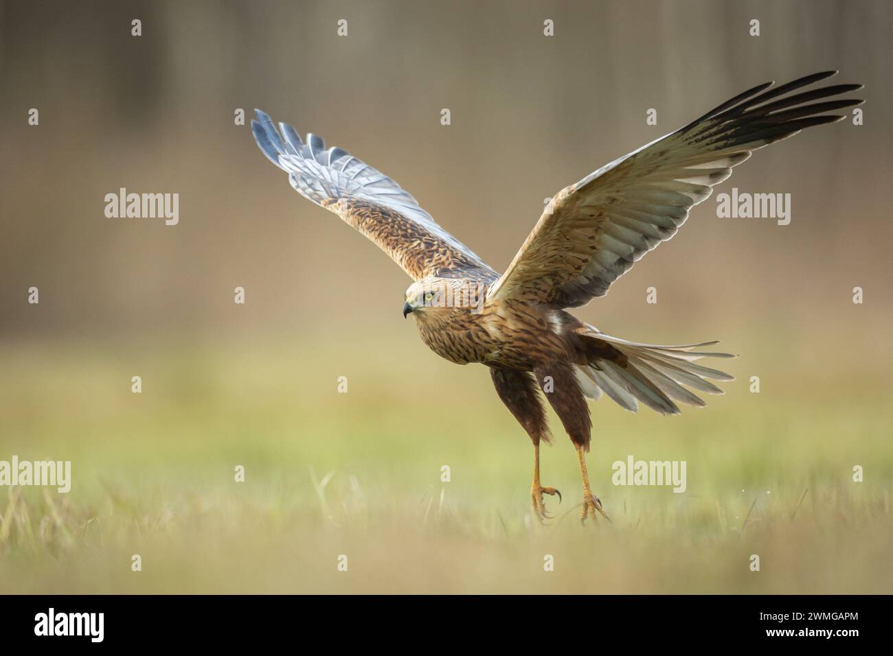 Flying Birds of prey Marsh harrier Circus aeruginosus, hunting time ...
