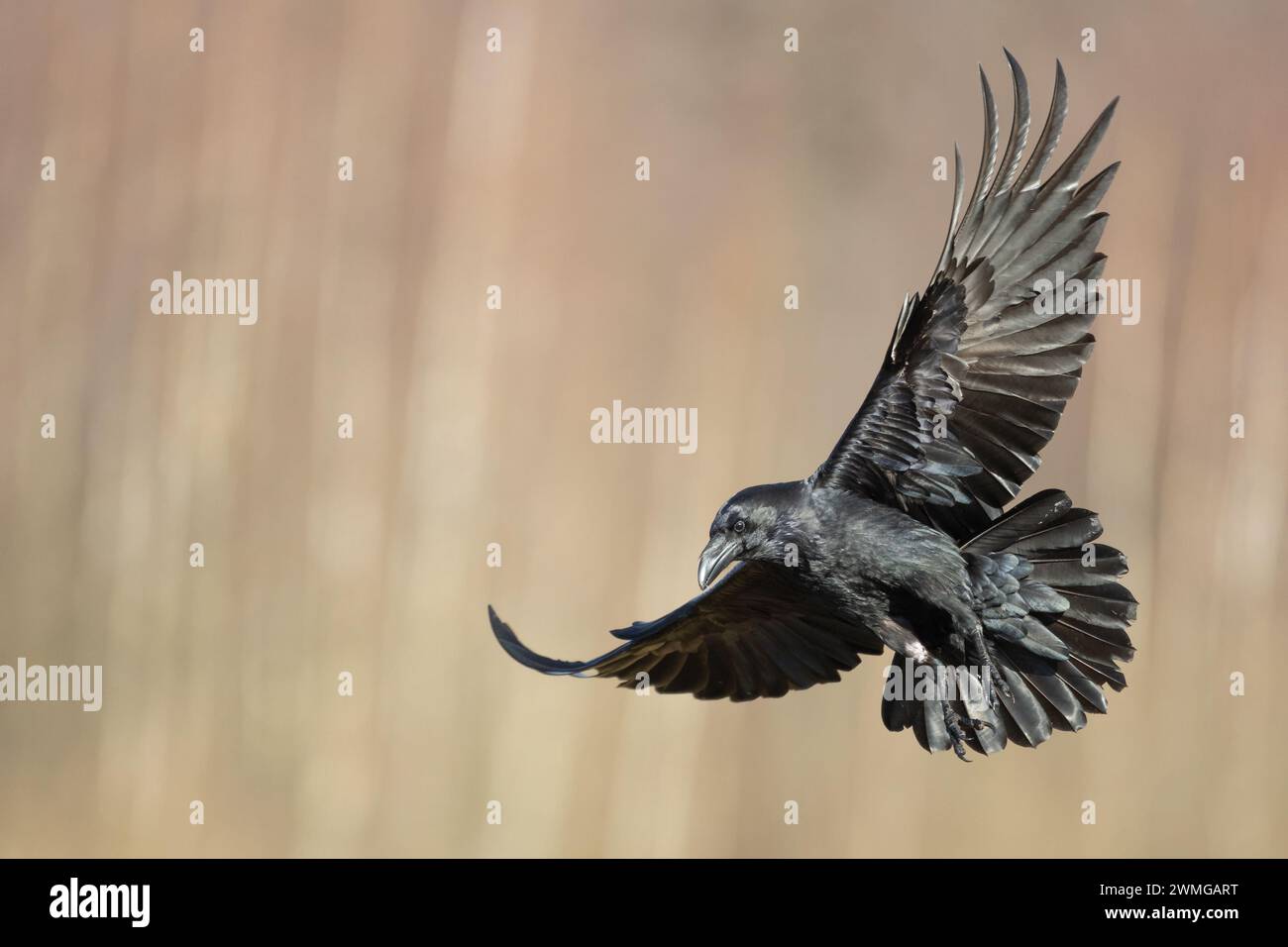 beautiful raven Corvus corax flying bird North Poland Europe Stock ...