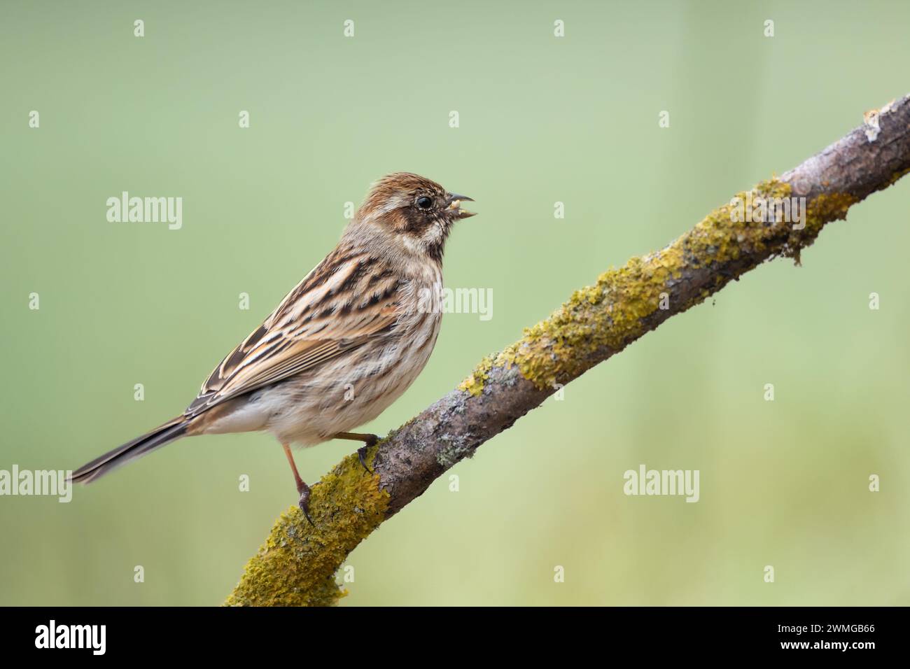 Reed bunting fauna hi-res stock photography and images - Alamy